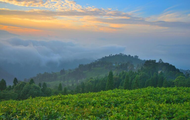 Best Indian Tea Brands in India (2026): Honest Reviews for Every Chai Lover