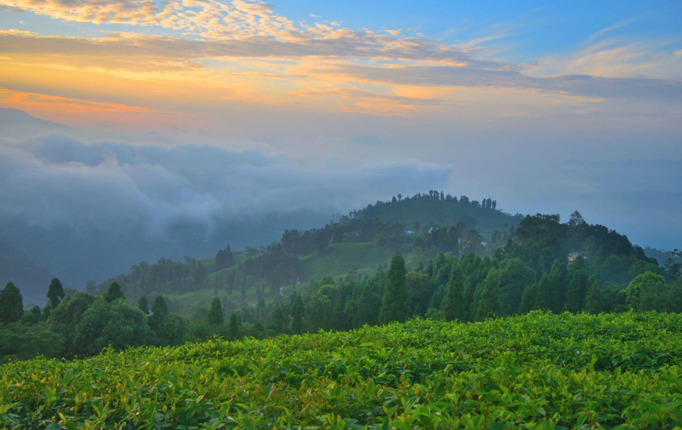 Best Indian Tea Brands in India (2026): Honest Reviews for Every Chai Lover